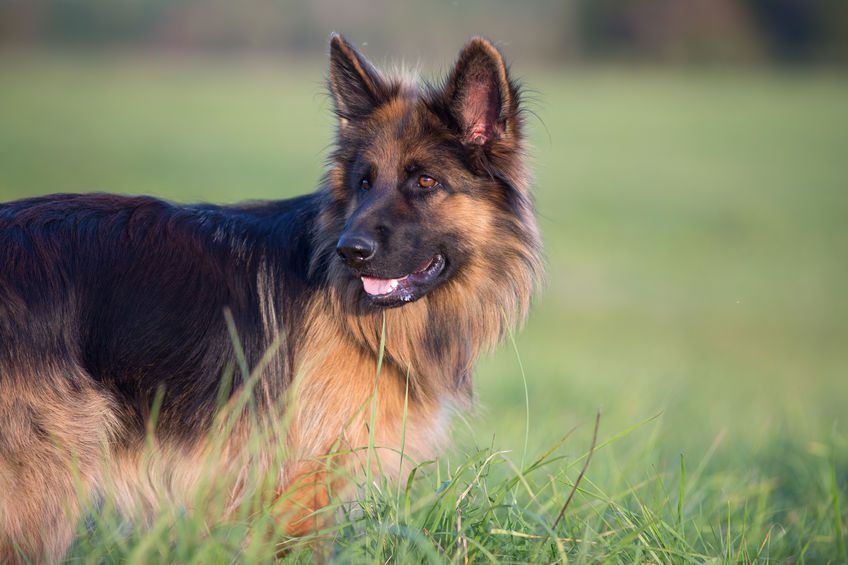 Extracapsular Lateral Suture Stabilisation (ELSS) - Canine Cruciate ...